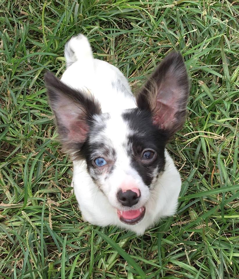 Princess Diana – Finding Shelter Animal Rescue